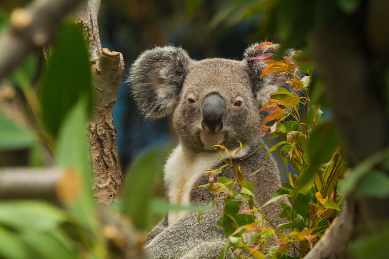 Zoo sets record attendance day thanks to new bear exhibit - SiouxFalls ...