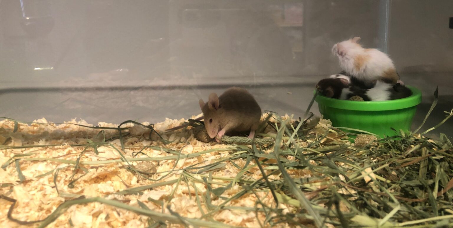 Mini-Critters opens second location - SiouxFalls.Business