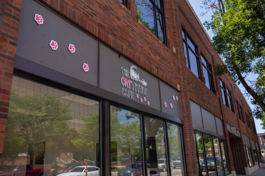 Peek inside: Sioux Falls' first cat cafe ready to open - SiouxFalls ...